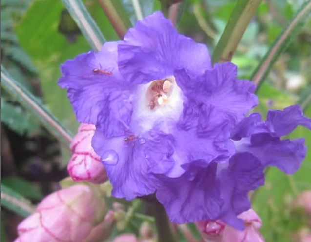 Mahabaleshwar sees full bloom of Karvi Flowers. | Go Mahabaleshwar